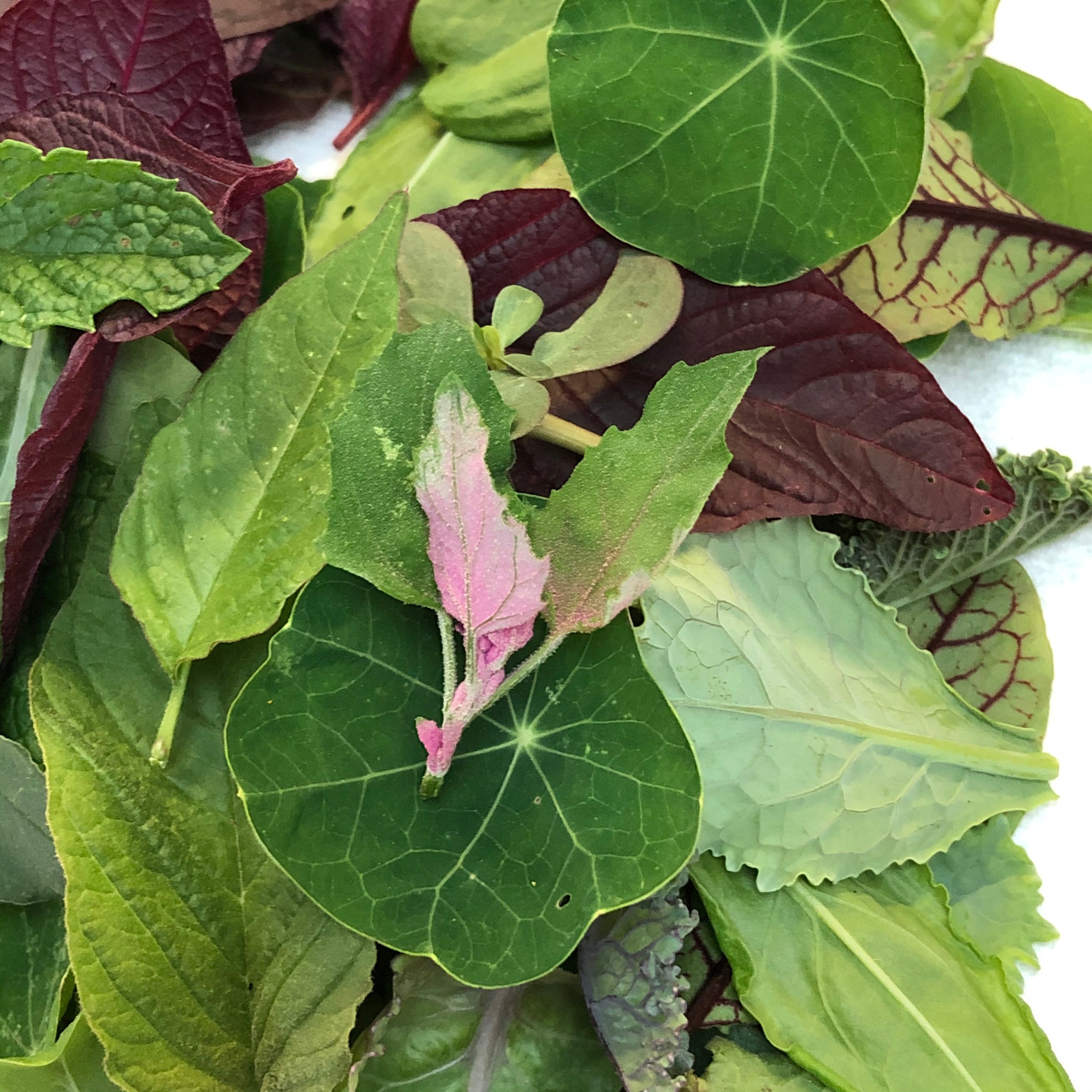 chefs' selection, leafy green garnishes | HausBar Urban Farm